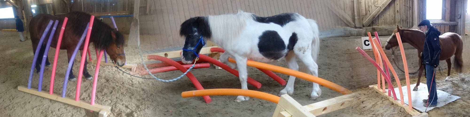 CKS Agilitech Horse Agility Training - Trainingssystem